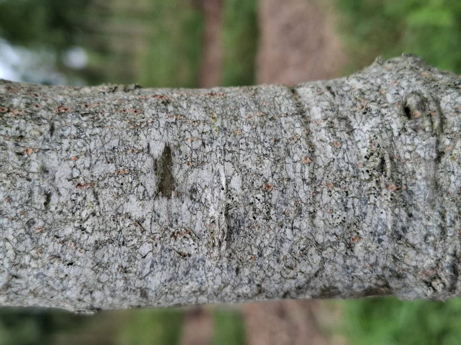QUERCUS cerris - Pépinières soupe