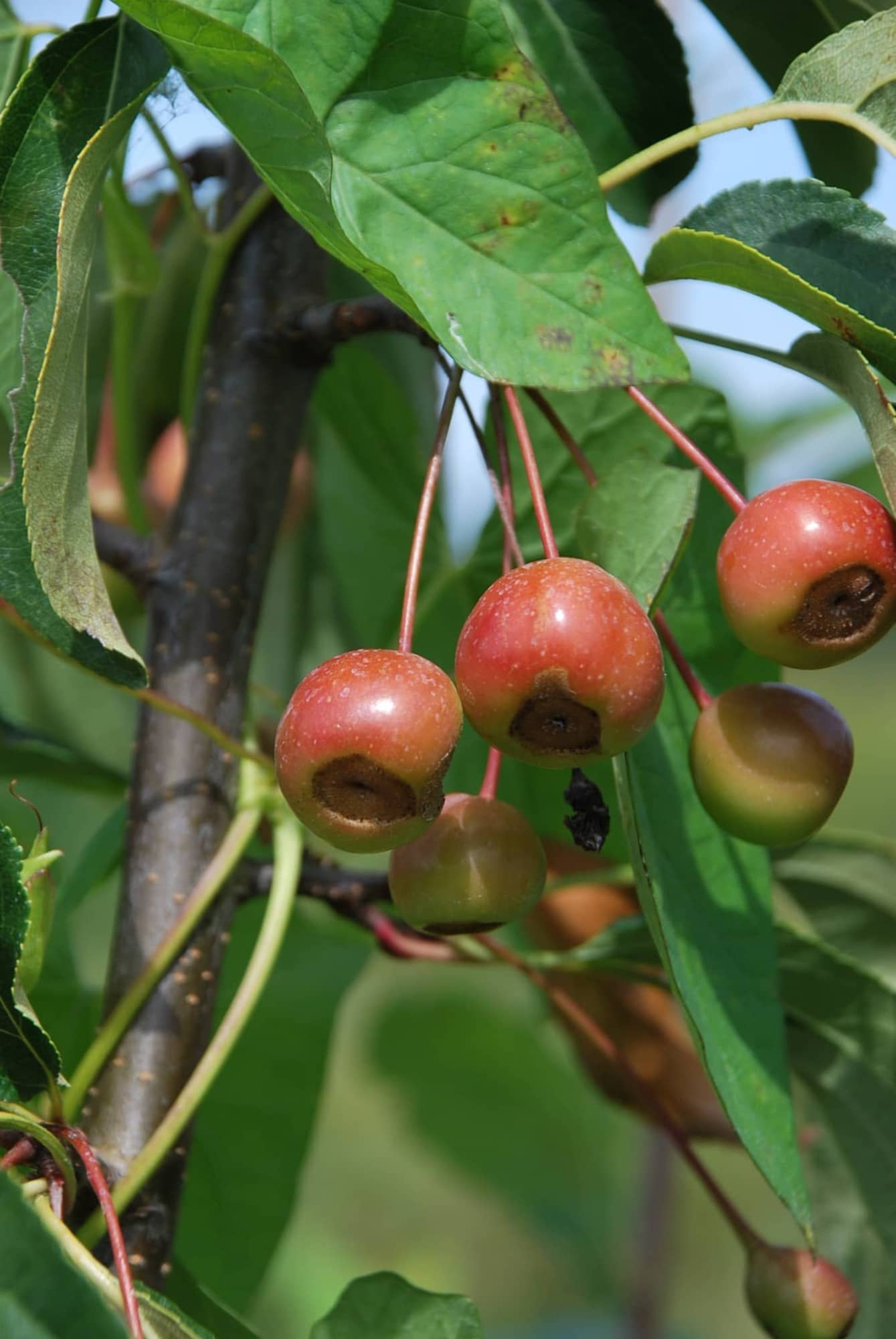 MALUS spectabilis - Pépinières soupe