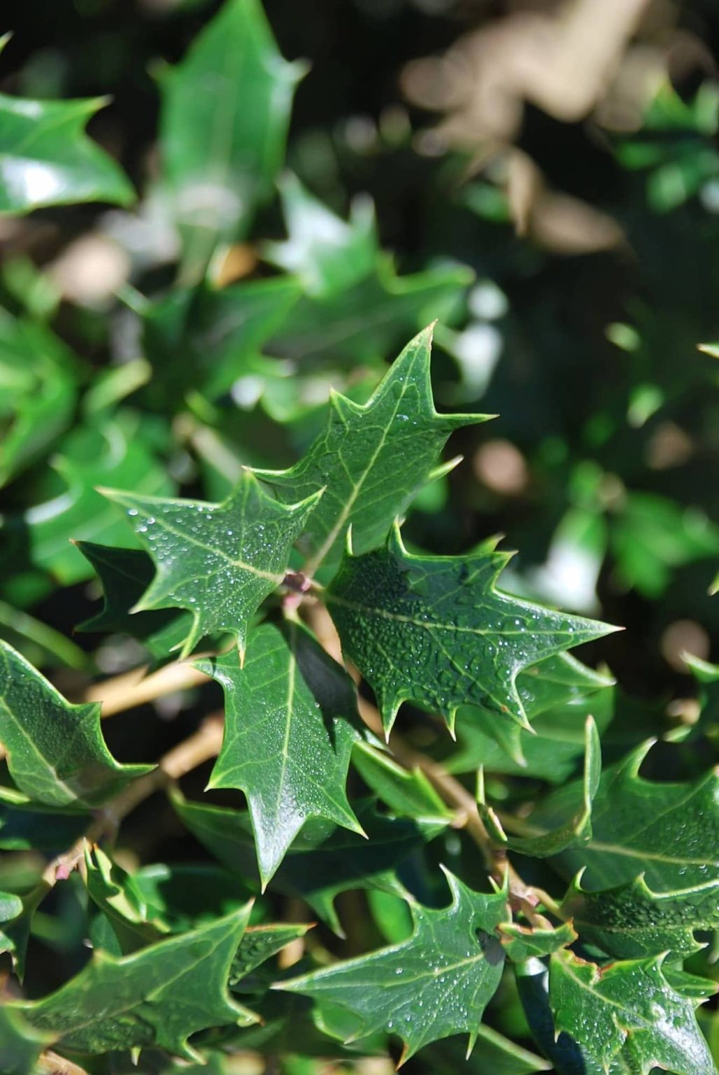 OSMANTHUS heterophyllus - Pépinières soupe