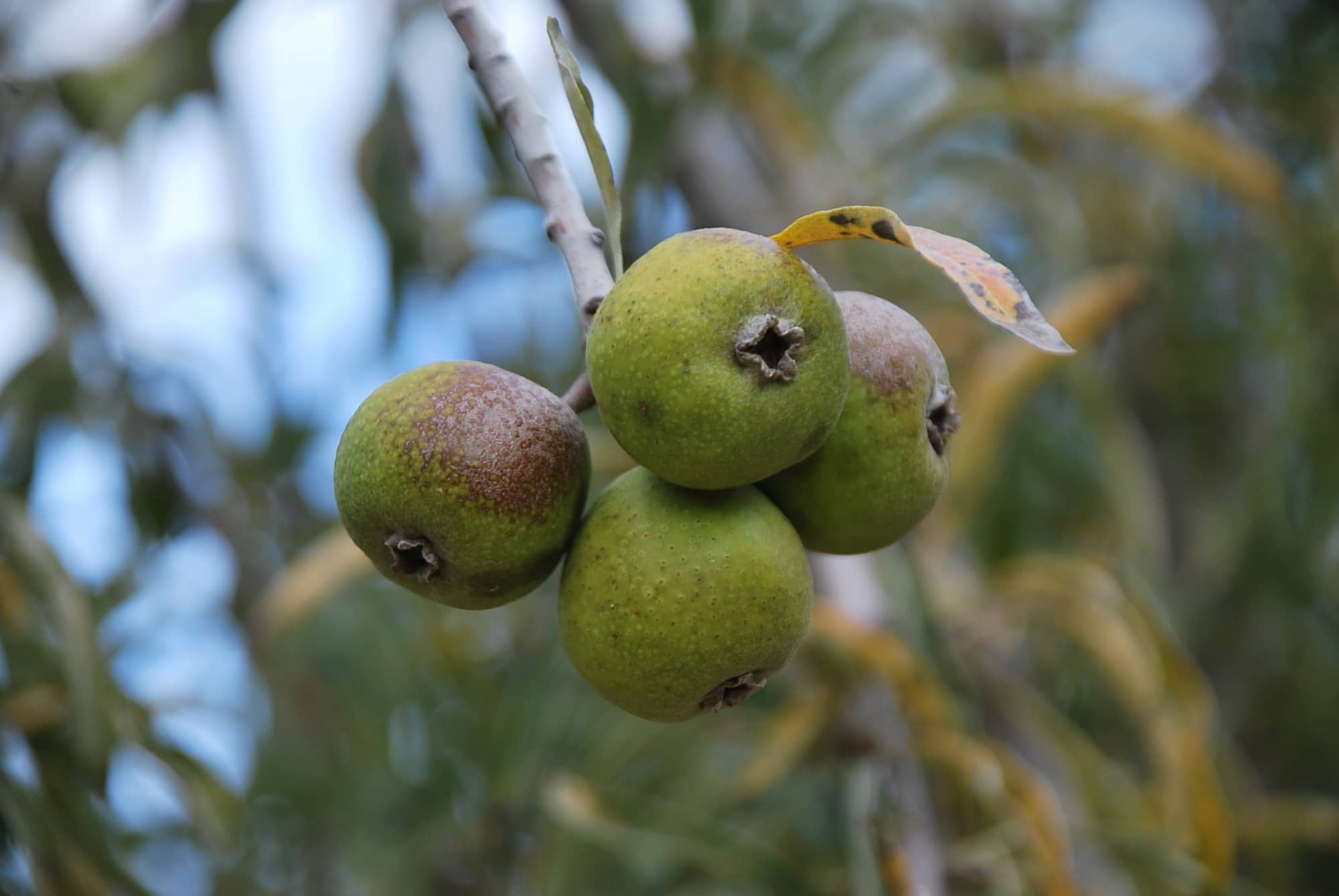 PYRUS salicifolia 'Pendula' - Pépinières soupe